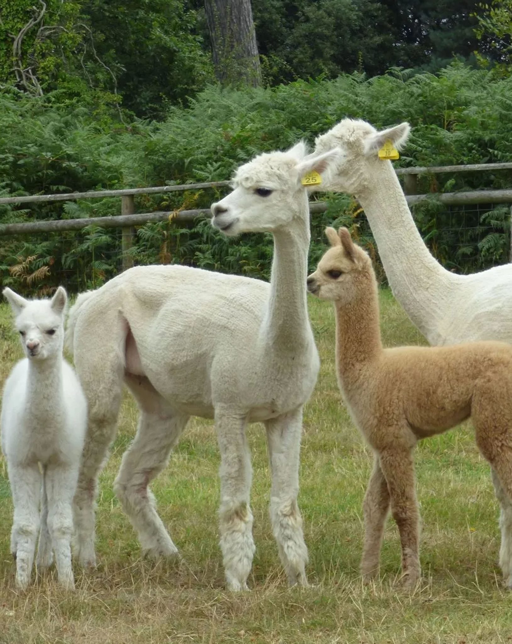 Breeding of Alpacas – Alpaca Joy Fun